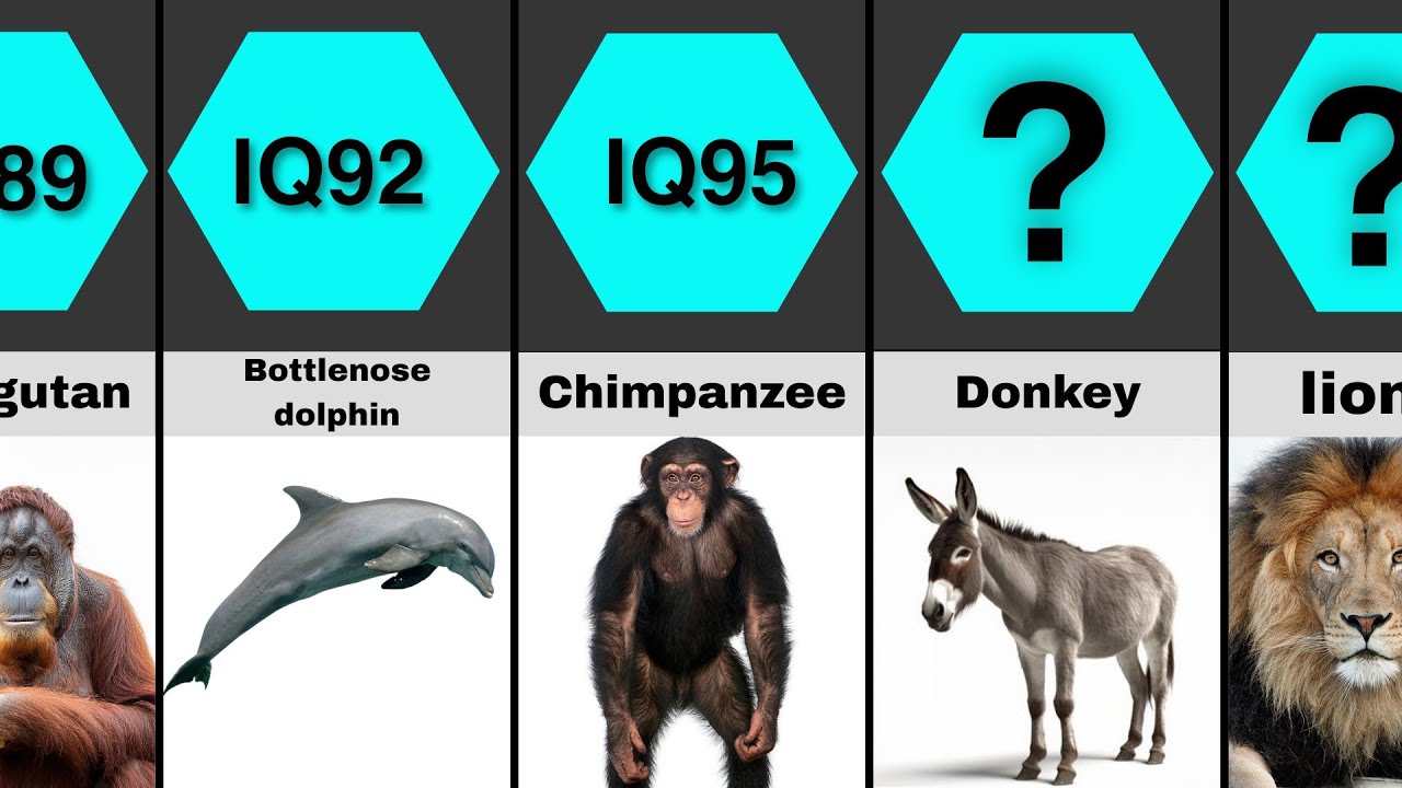 🧠The Smartest Animals and Sea Creatures Ranked by IQ ...