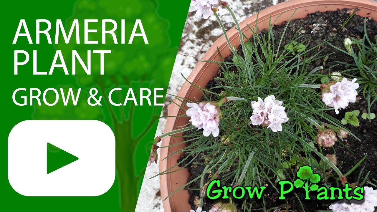 Armeria plant - grow & care (Thrift plant) - YouTube