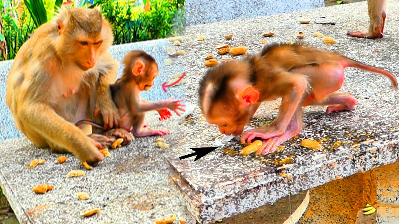 Update: We notice the reason why Sweetie BB Moken is so skinny.: Moka ...