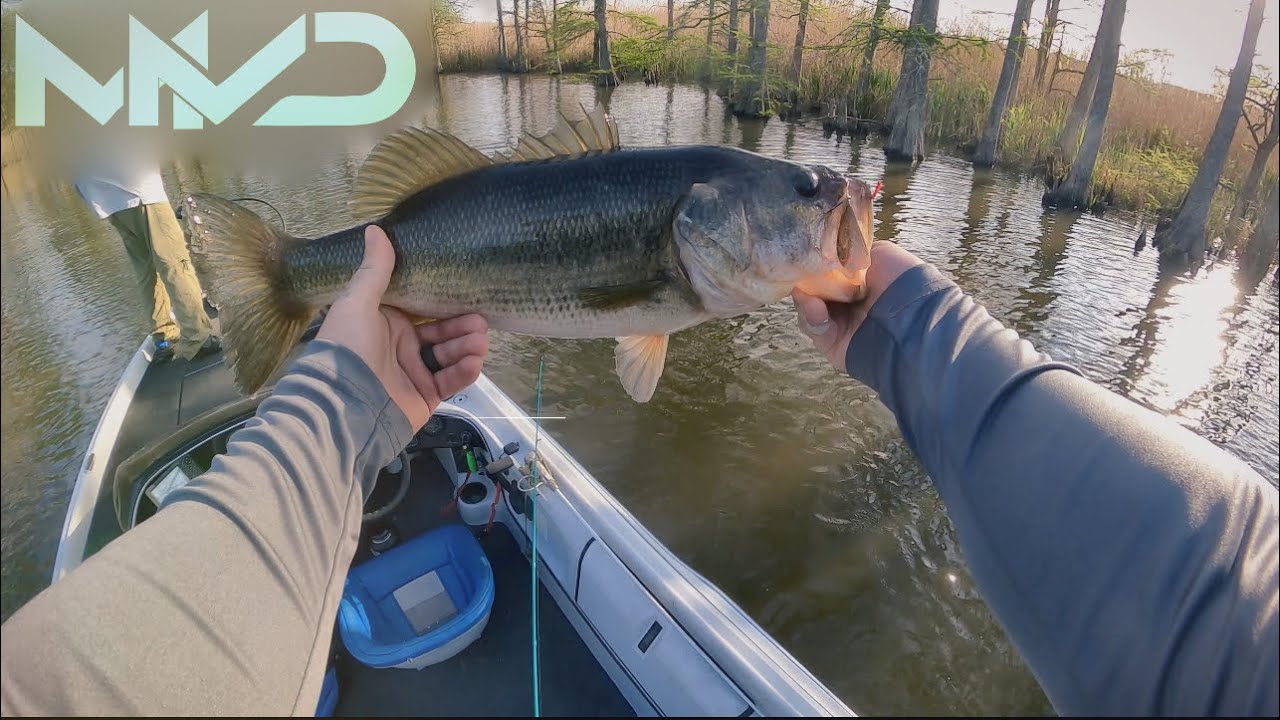 Back Bay Bass Boat Fishing: One Big Bass (Virginia Beach) - YouTube