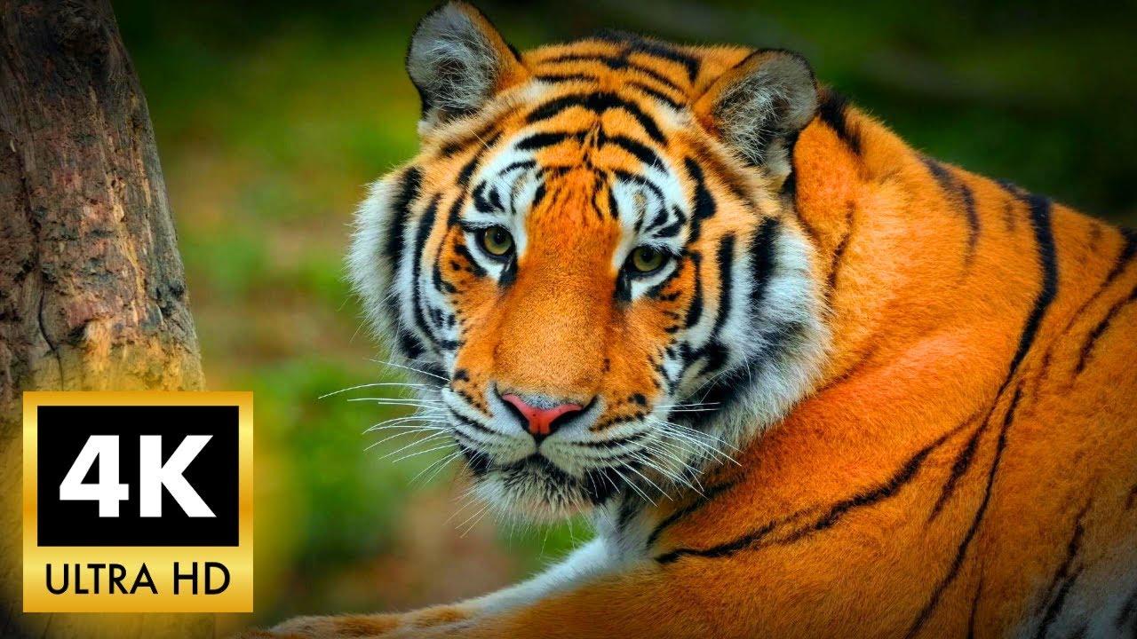 Animals of Amazon 4K - Animals That Call The Jungle Home | Amazon Rainforest |Scenic Relaxation ...