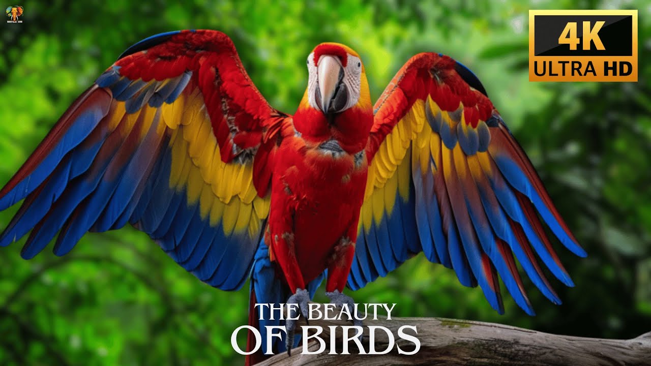 The Beauty of Birds in 4K Video Ultra HD - YouTube