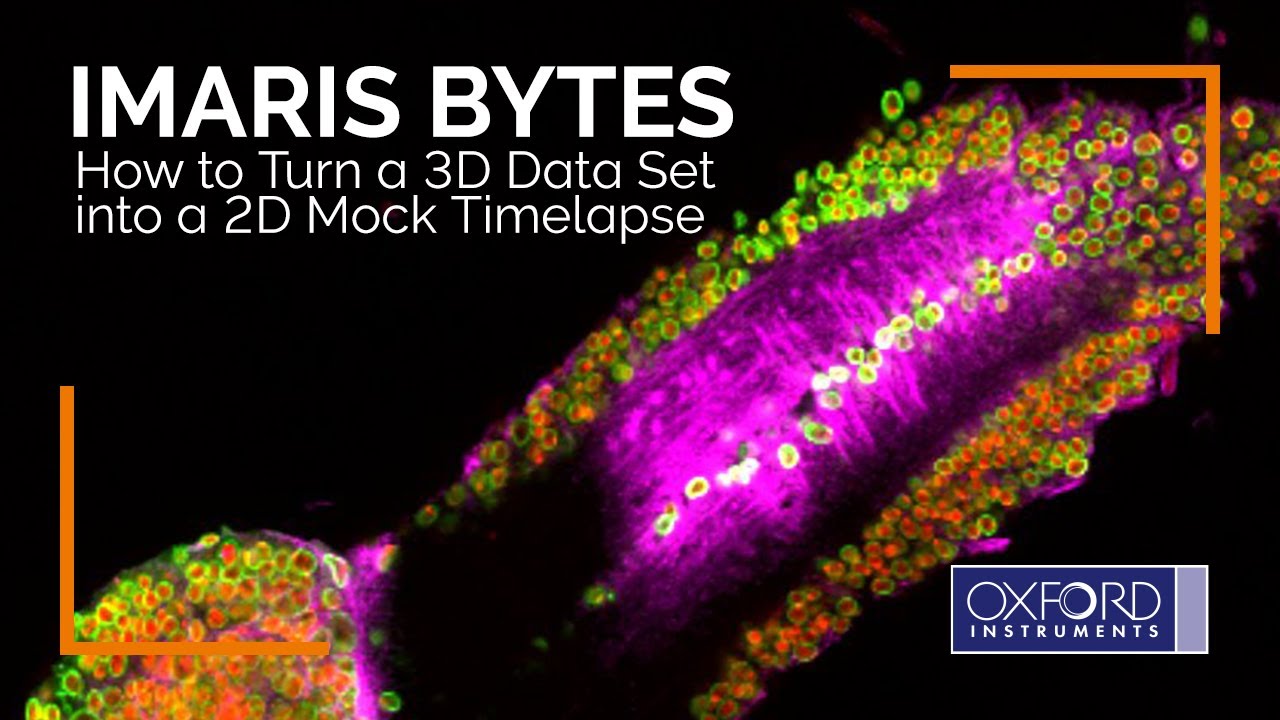 Imaris Bytes | How to Turn a 3D Data Set into a 2D Mock Timelapse - YouTube
