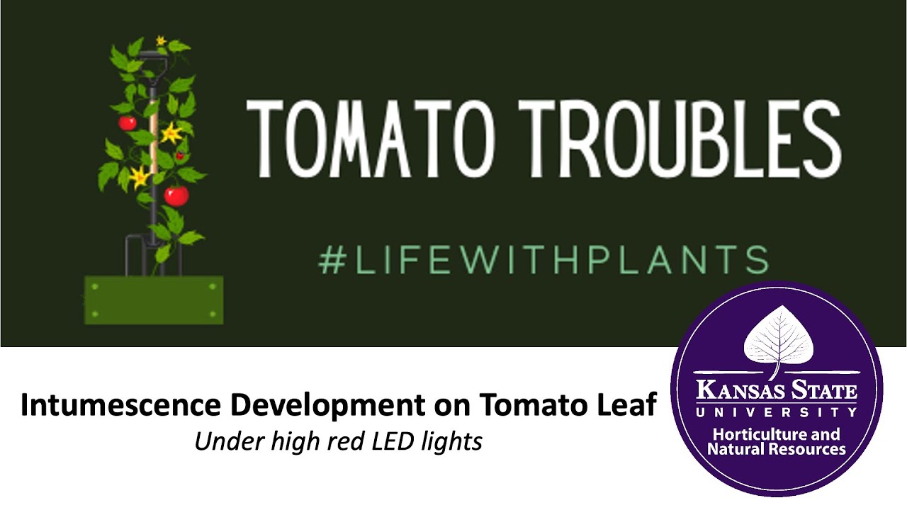 Tomato Troubles: Hi Red Light Intumescence - YouTube