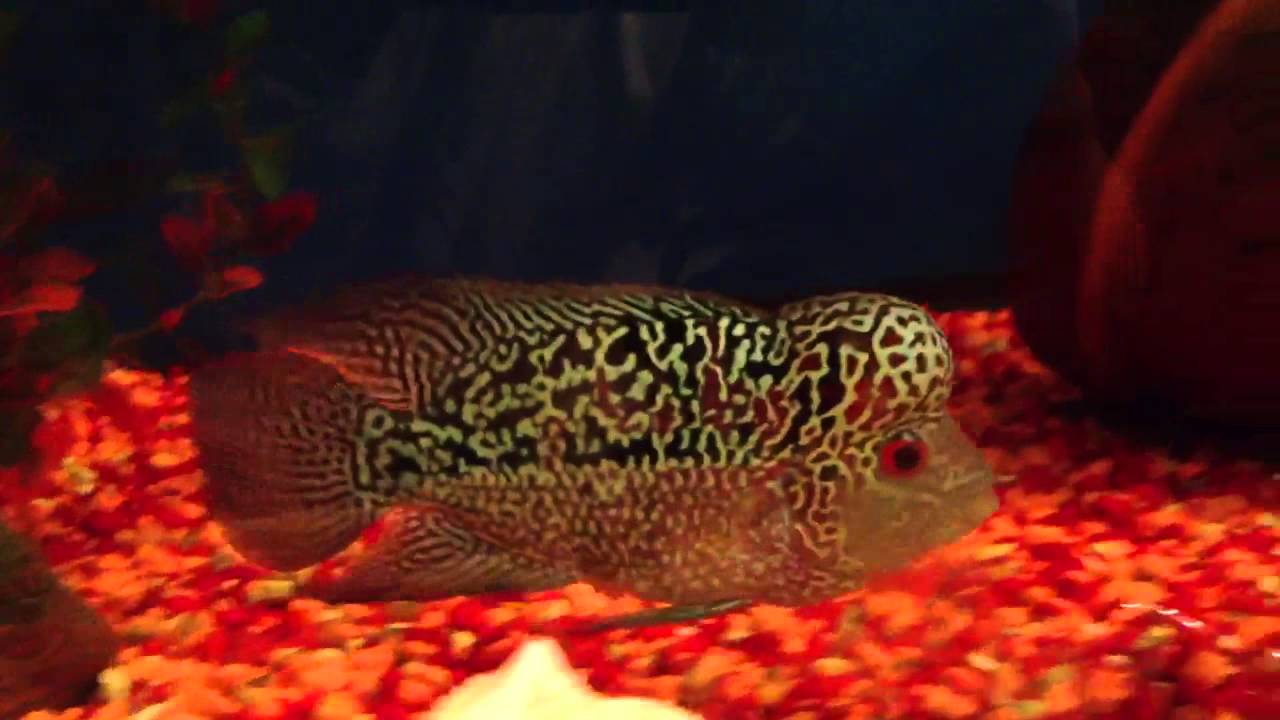 King kamfa flowerhorn 4" 1-22-14 - YouTube