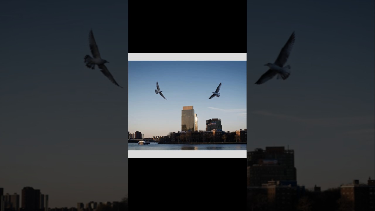 Sunset, seagulls and sunstar photography. - YouTube
