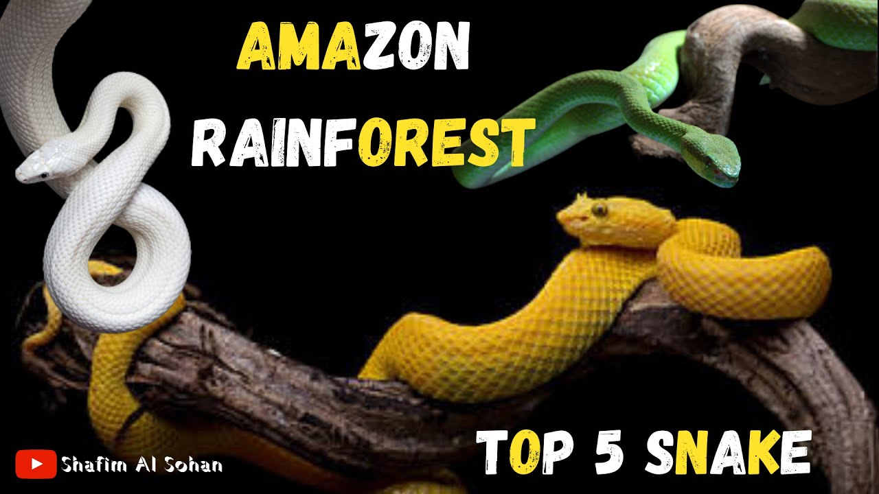 Top 5 Deadly And Biggest Snake | Amazon Rainforest | Giant Anaconda ...
