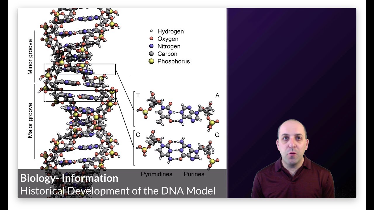K-Bio Information 1: Historical Development of the DNA Model - YouTube