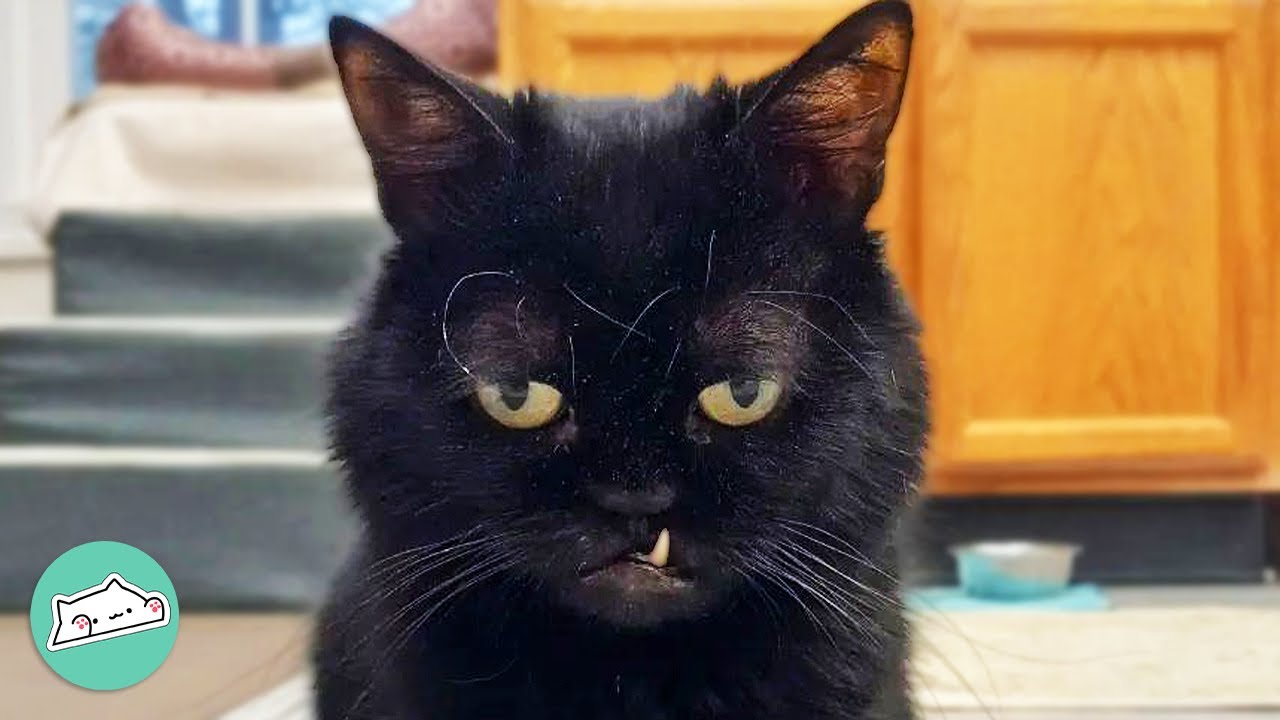 Nobody Believes This Dwarf Cat Is Real Until He Meows | Cuddle Buddies ...