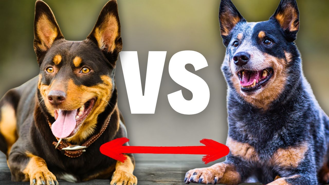 Blue Heeler vs Australian Kelpie – Which Is the Smarter Working Dog ...