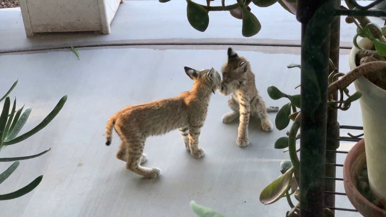 Bobcat Kittens Play Together on Patio || ViralHog - YouTube