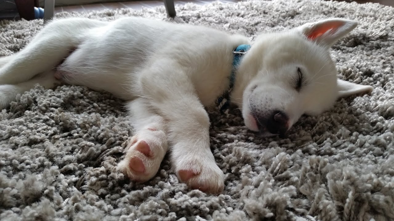 Rocco the Sleepy Puppy! Siberian Husky Puppy - YouTube