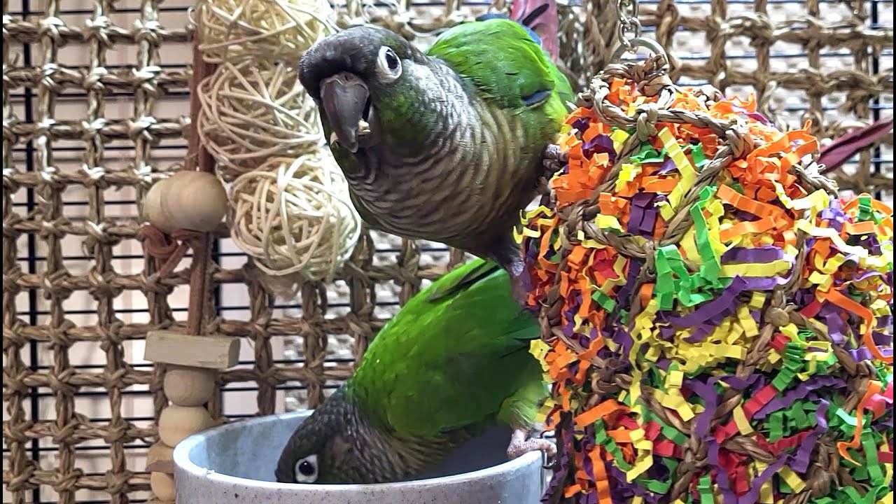 conure happy parakeet sounds - YouTube
