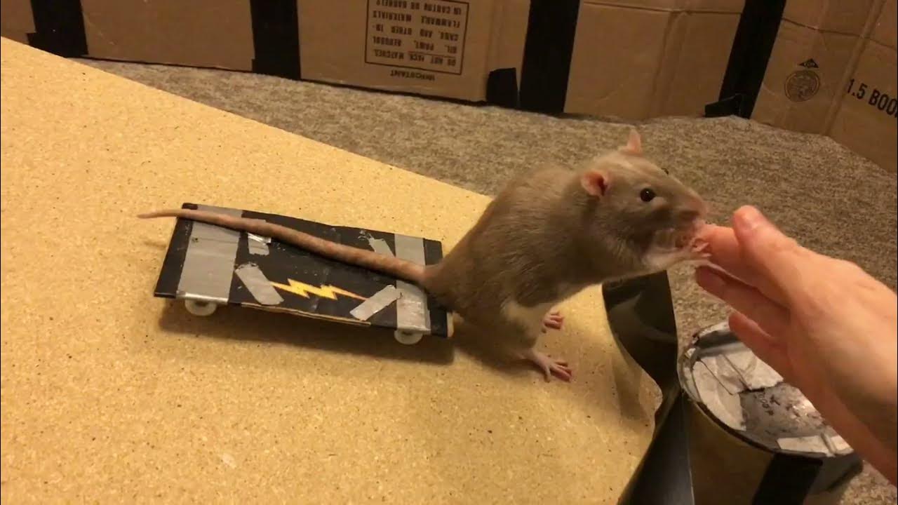 My smart pet rats Bean and Coconut learning to skateboard! - YouTube