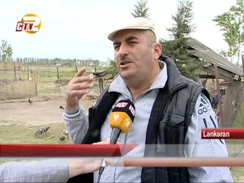 Lənkəranın Liman və Ürgə ərazisində qanun kobud şəkildə pozulur