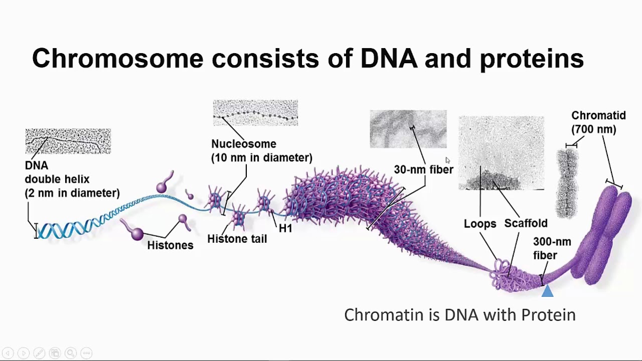 1-7 introduction to genetics: chromosomes detailed structure - YouTube