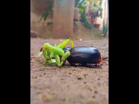 Master Mantis Vs. Beetle