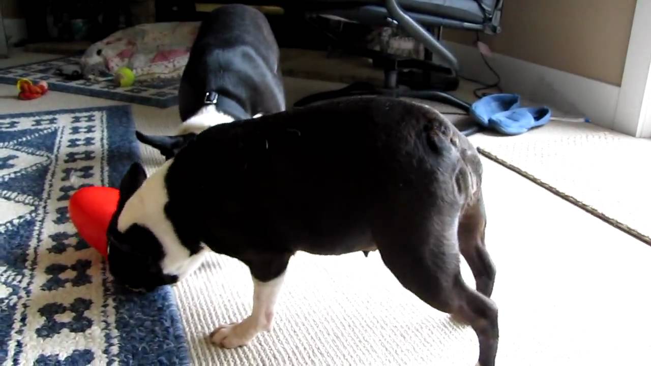 Feeding time using the "bop-mobile" - YouTube