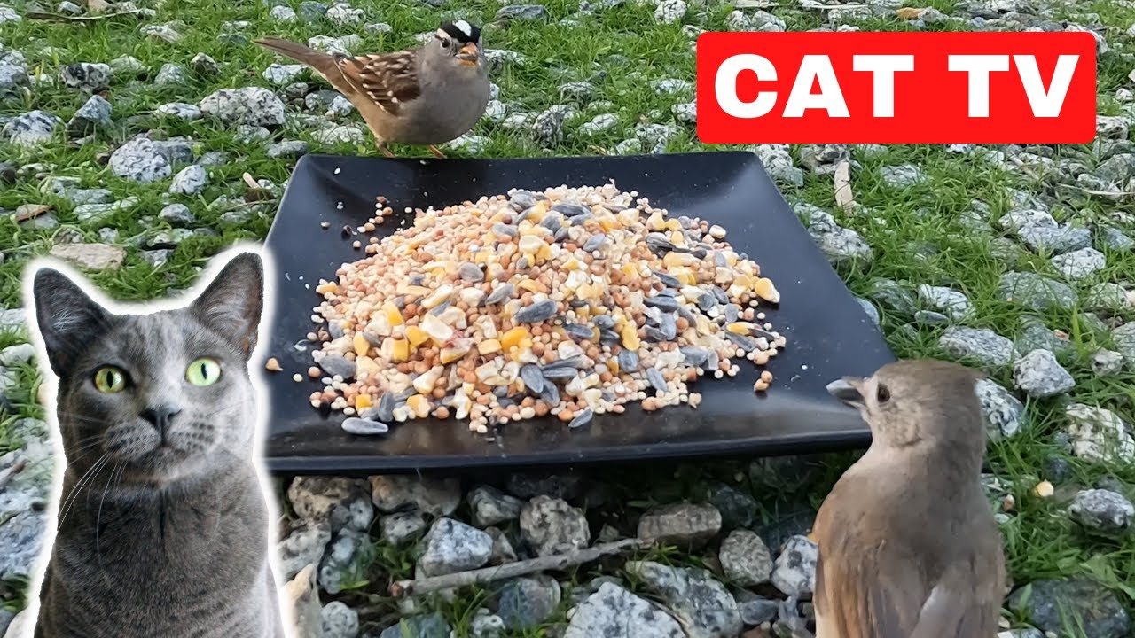 Winter Birds on the Screen: Cat TV - YouTube