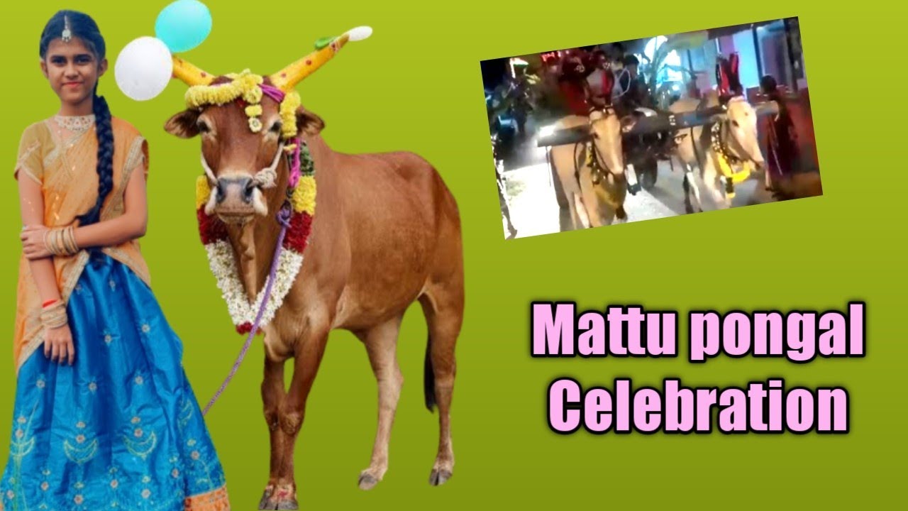 Mattu pongal celebration 🤗 *Mattu vandi ride 😀 it's me laksh - YouTube