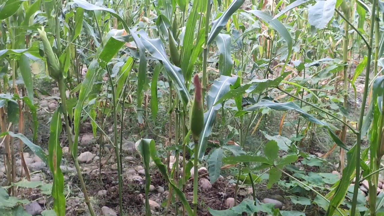 Aerial Roots Supporting Roots Stilt Roots Of Maize Plant YouTube Aerial Roots Supporting Roots Stilt Roots Of Maize Plant YouTube