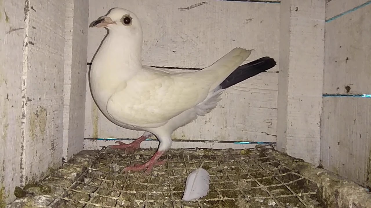 High flying pigeon Parava pravu Aaa 77 - YouTube