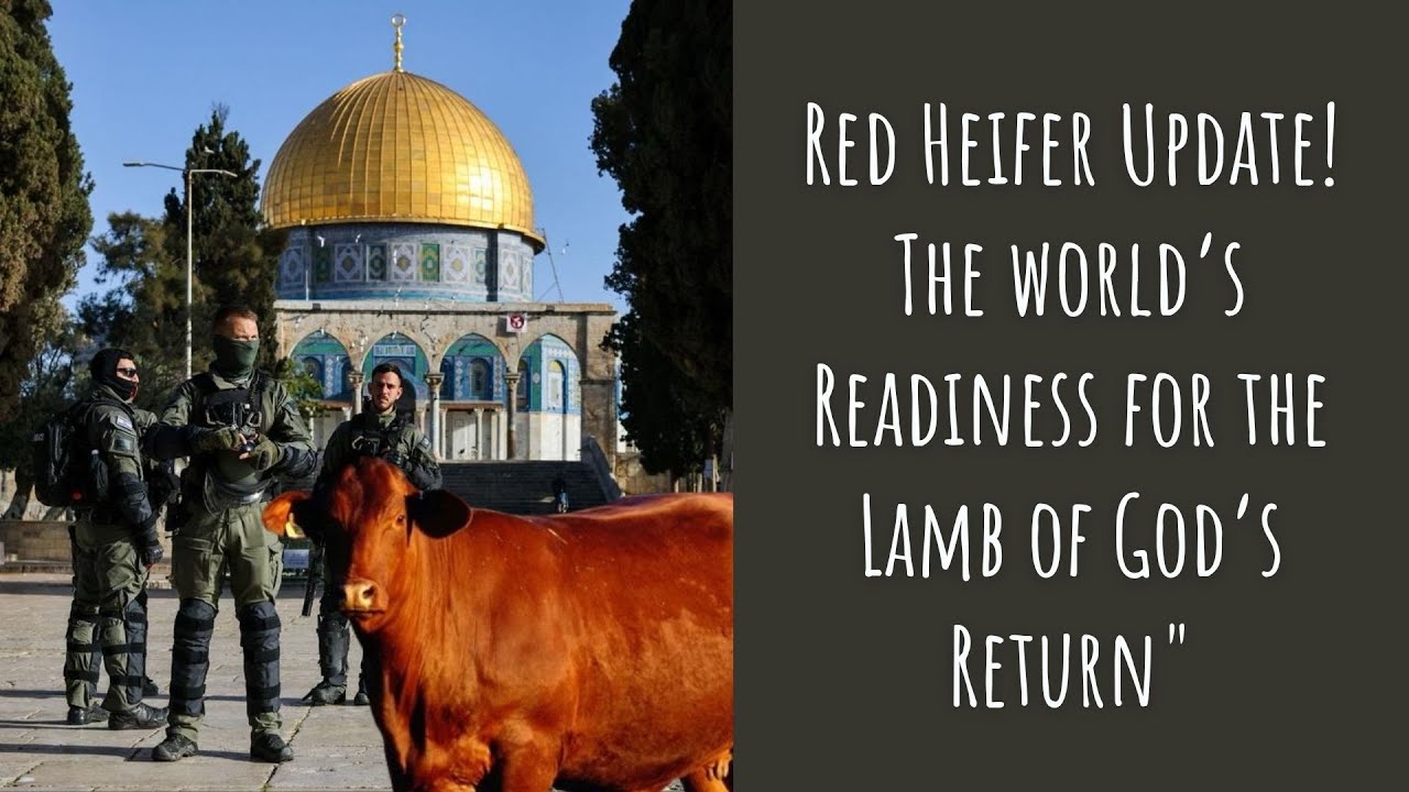 ‼️ Red Heifer and Third Temple Update! - Readiness for the Lamb of God ...
