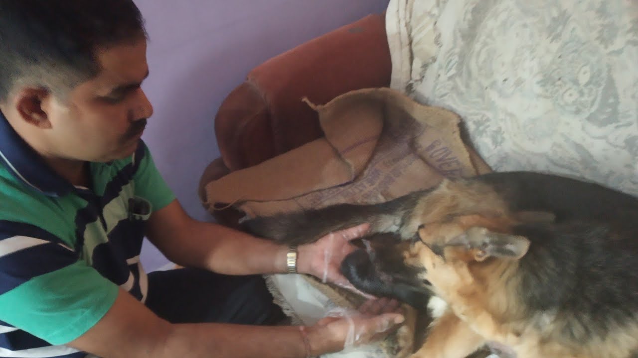 German Shepherd giving birth to puppies. - YouTube