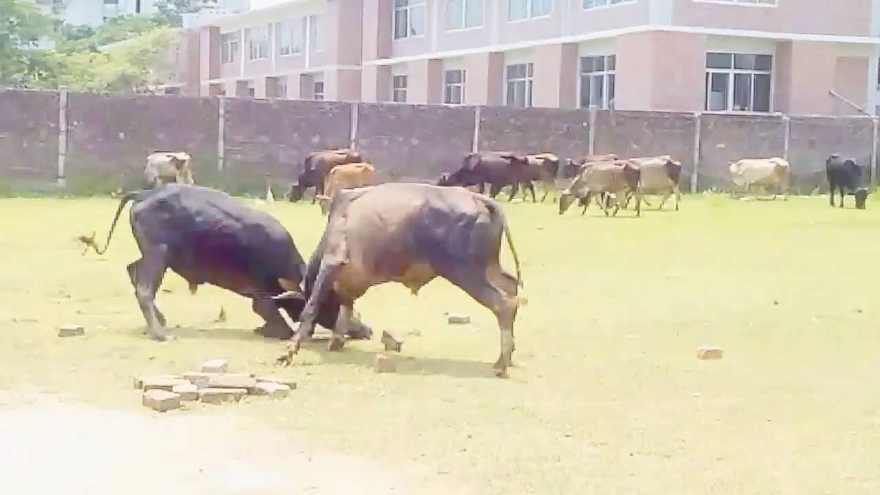 Cow Battle - YouTube