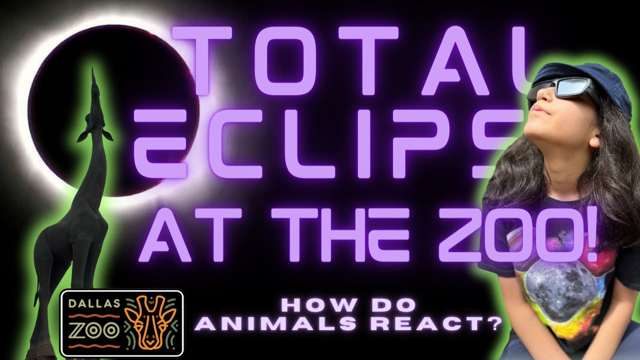 Animals React! | Total Solar Eclipse | Dallas Zoo 2024 - YouTube