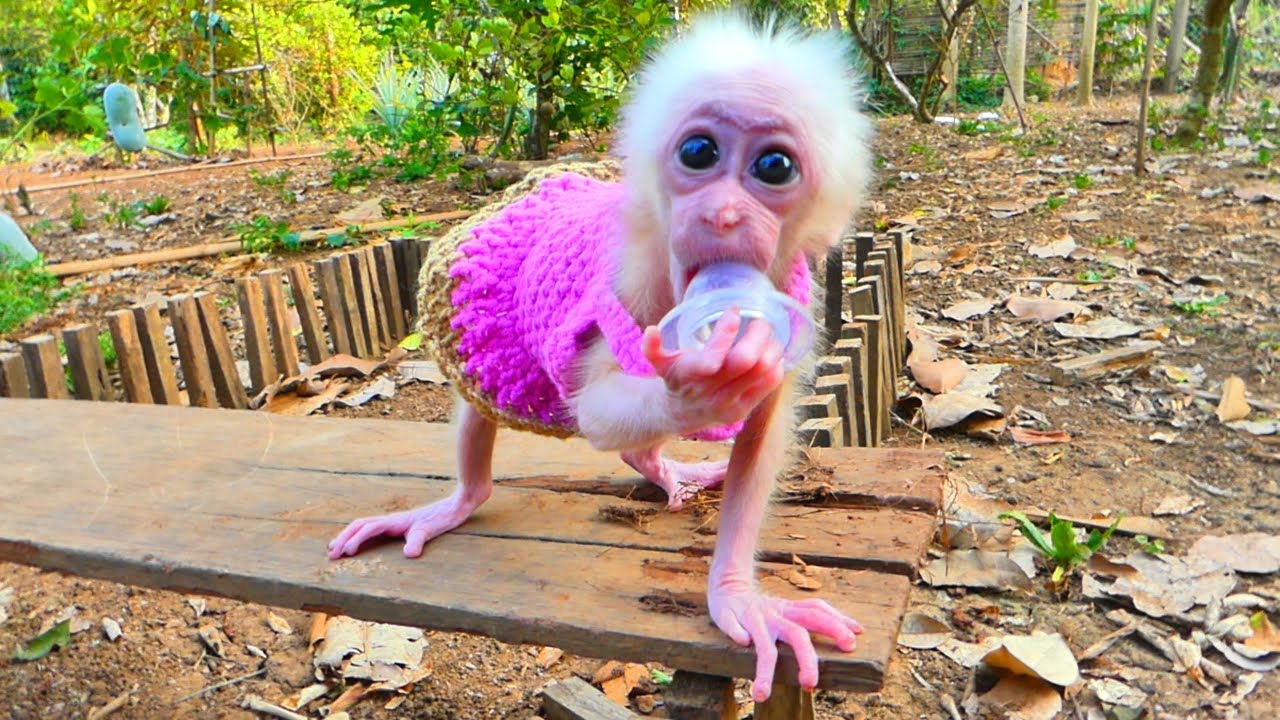 Cute Baby monkey Kira | Blessed Kira: A Mother's Careful Nurturing ...