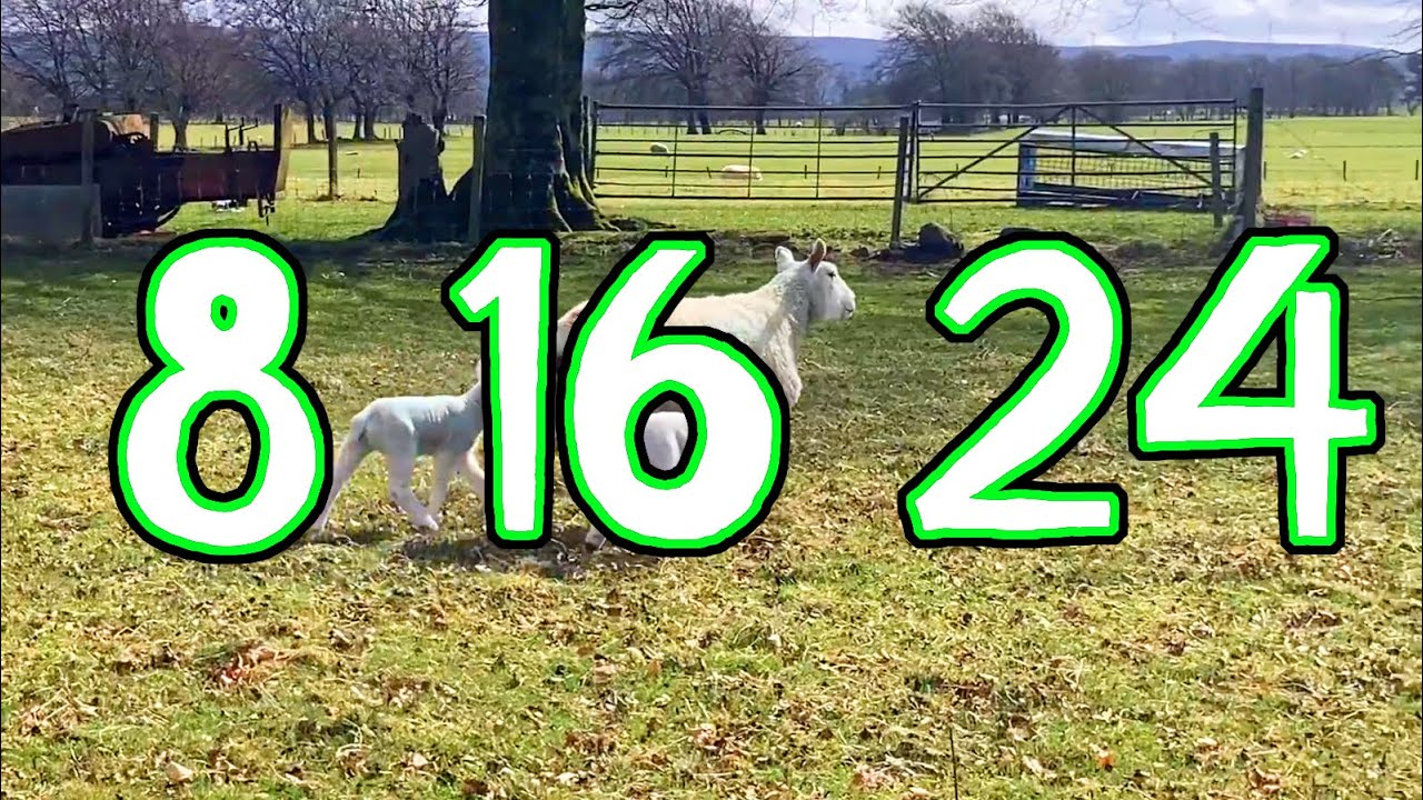 Counting by 8 │Number Song │ Kids TV ABC - YouTube