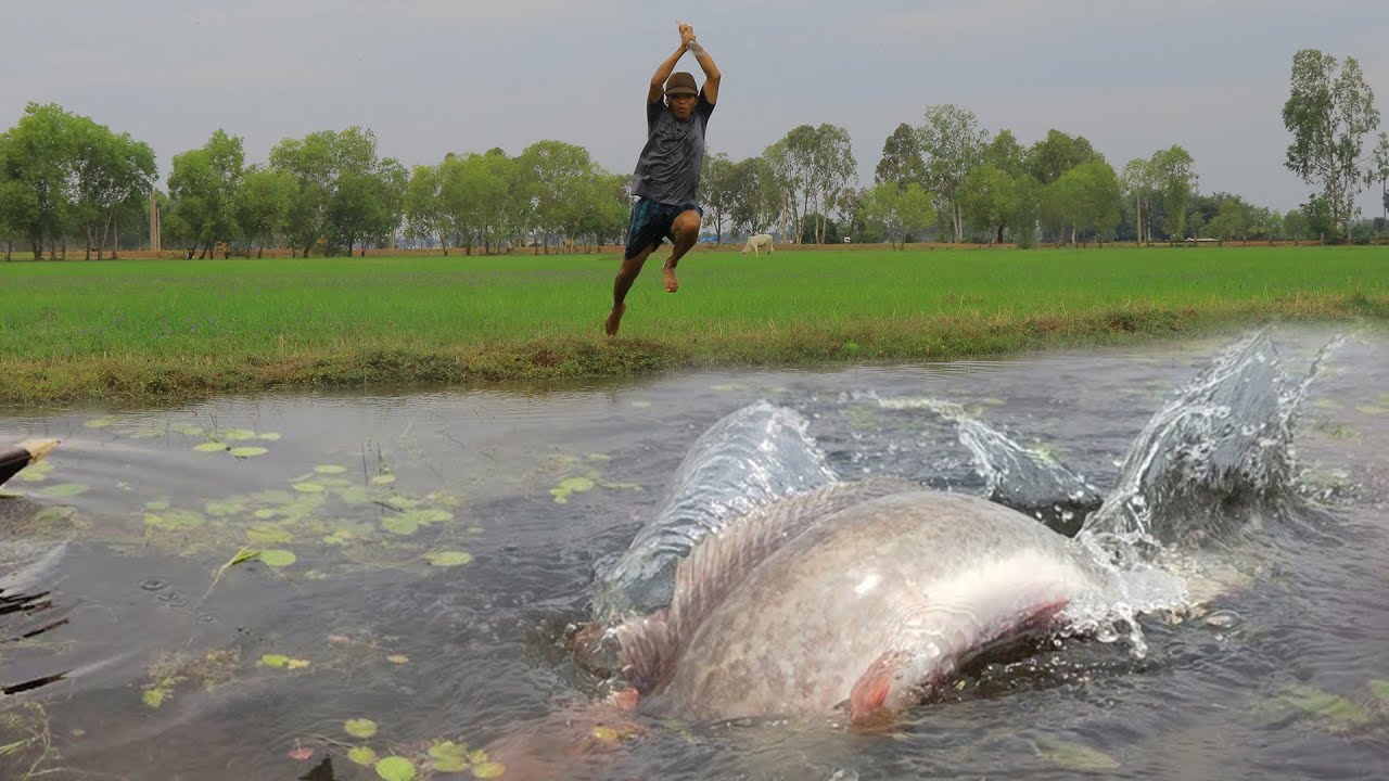 Amazing Fishing ! a fisherman skills founding a lots catfish in rice ...