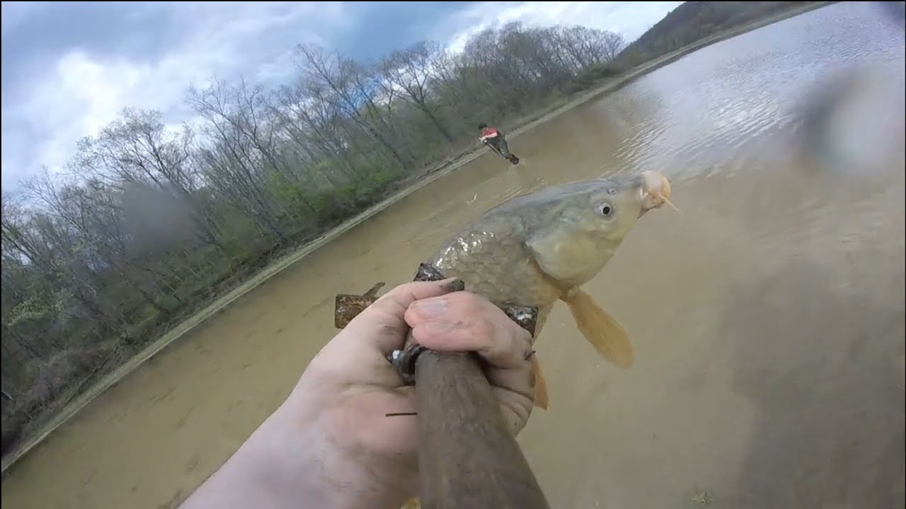 Carp gigging and bow fishing- FISH EVERYWHERE - YouTube