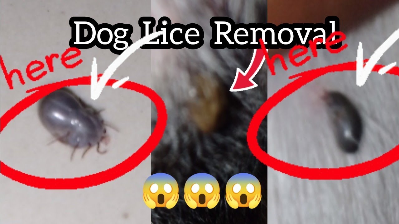 OMG 😱 Katakot Dami na Naman Kuto | Dog Lice Removal Ticks/Flea #lice # ...