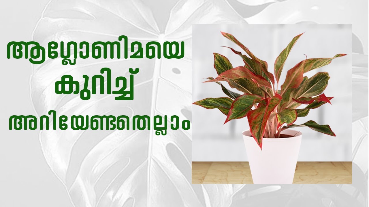 ആഗ്ലോണിമയെ കുറിച്ച് അറിയേണ്ടതെല്ലാം | everything you need to know about ...