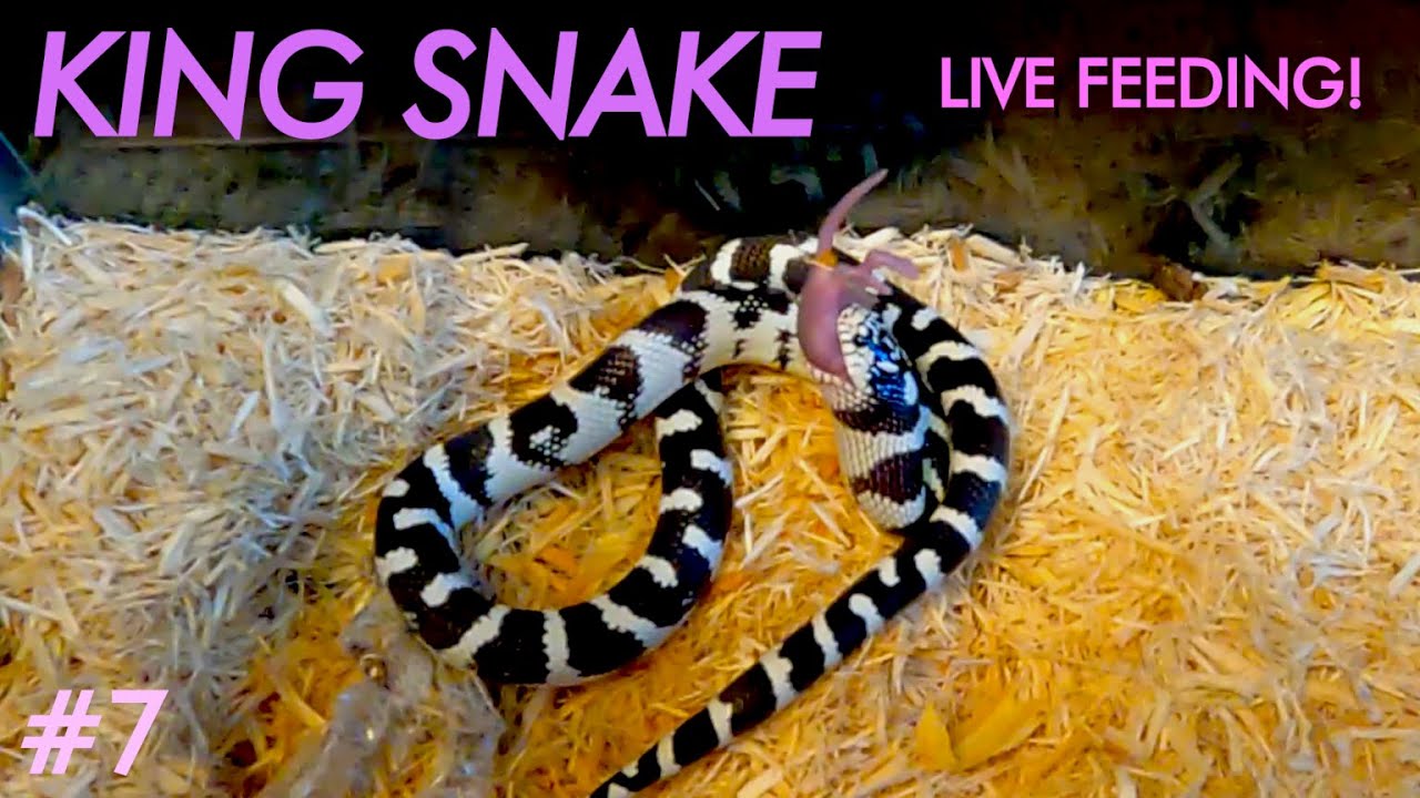 LIVE FEEDING - Young King Snake Swallows Baby Mouse ALIVE (No ...