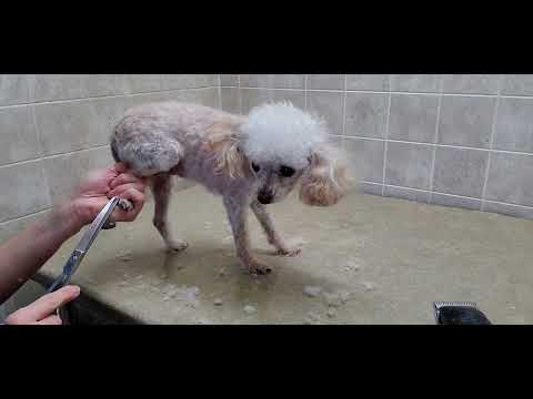 Full grooming makeover for a toy poodle using a 7 blade and poodle-cut ...