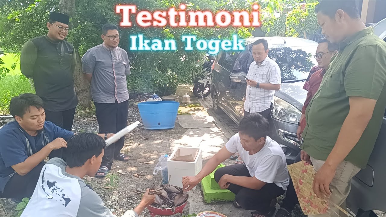 Maknyus Rasanya Ikan Viral Togek Asli Sedayu Lawas Brondong Lamongan ...