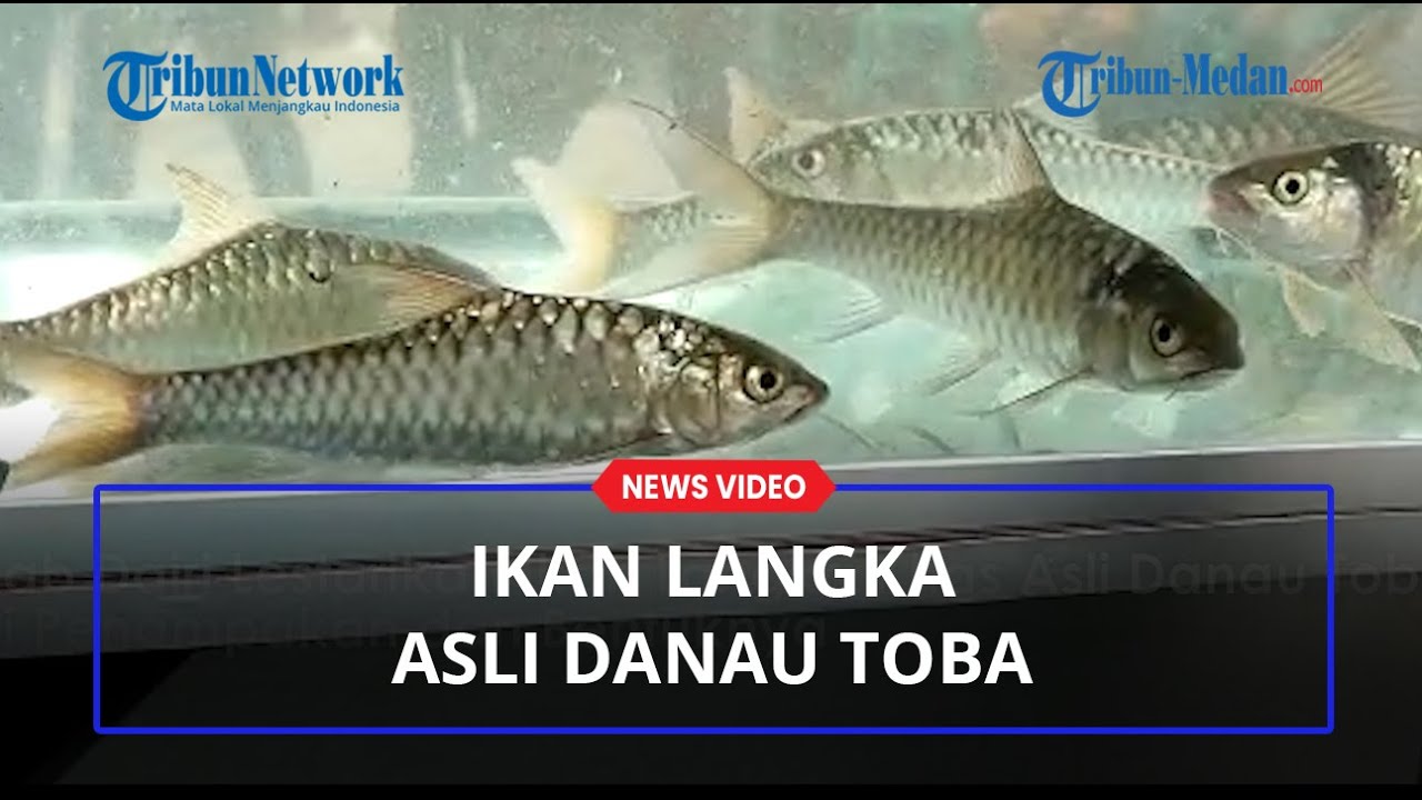 Pemkab Dairi Lestarikan Ihan Batak, Ikan Langka Asli Danau Toba, Begini ...