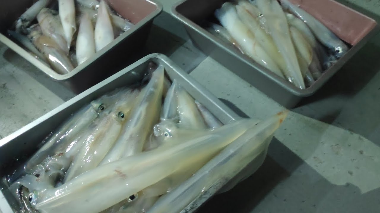 misi mencandat sotong/squidjigging di laut china selatan.eps 1 - YouTube