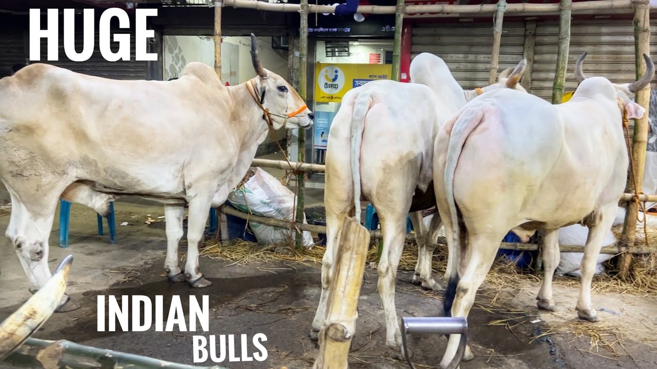 All Huge Indian Bulls Line Up | Zinzira Haat | MashAllah |Kurbani Eid ...