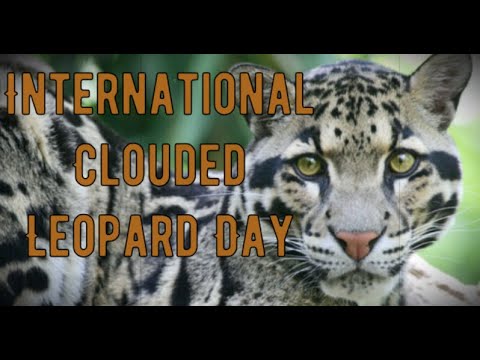 What is international Clouded Leopard Day? (August 4) - YouTube