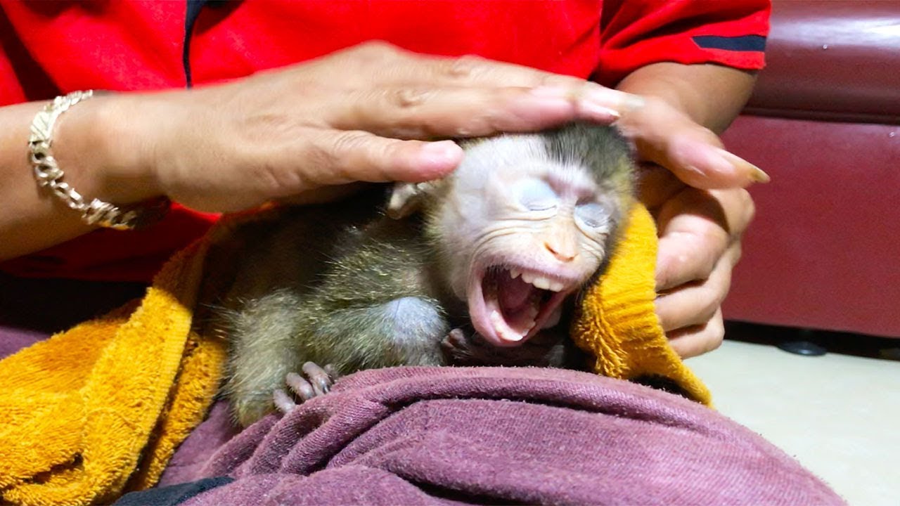 Baby Monkey Alex Bath So cute - Baby monkey Sleepy - YouTube