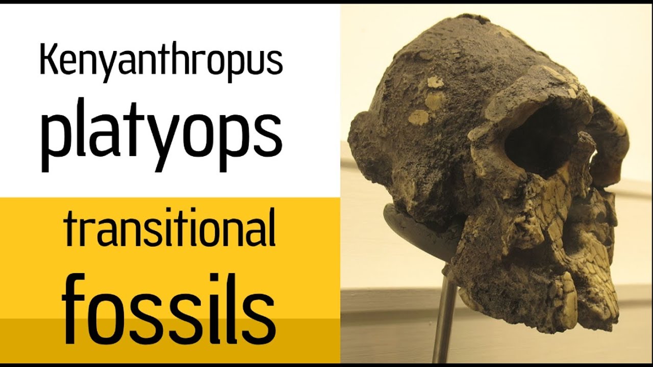 Kenyanthropus platyops - YouTube