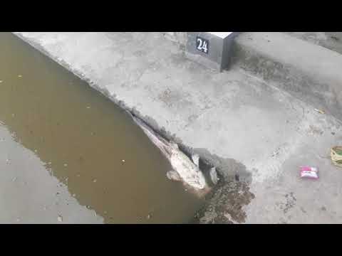 🔴Kolam pancing Busung Sari Padang Galak Bali
