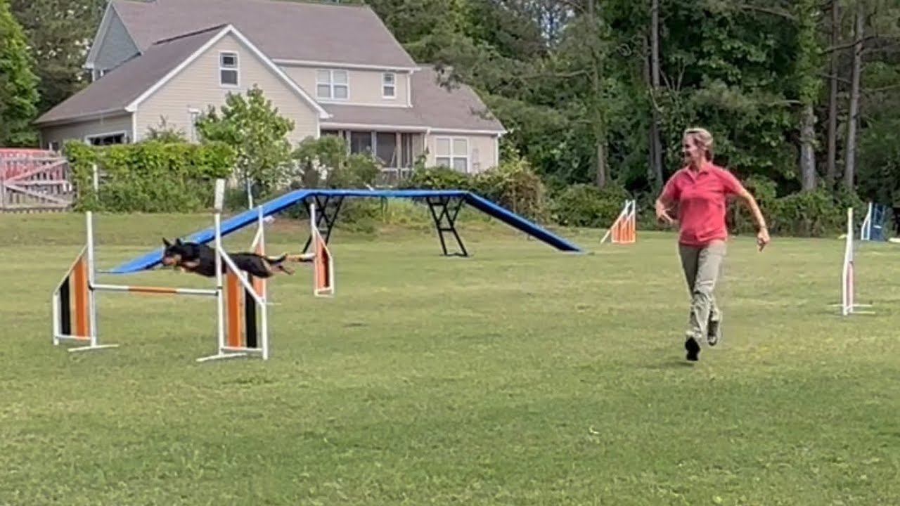 Kestrel Agility Sequences | Blind and Rear Crosses 050423 - YouTube