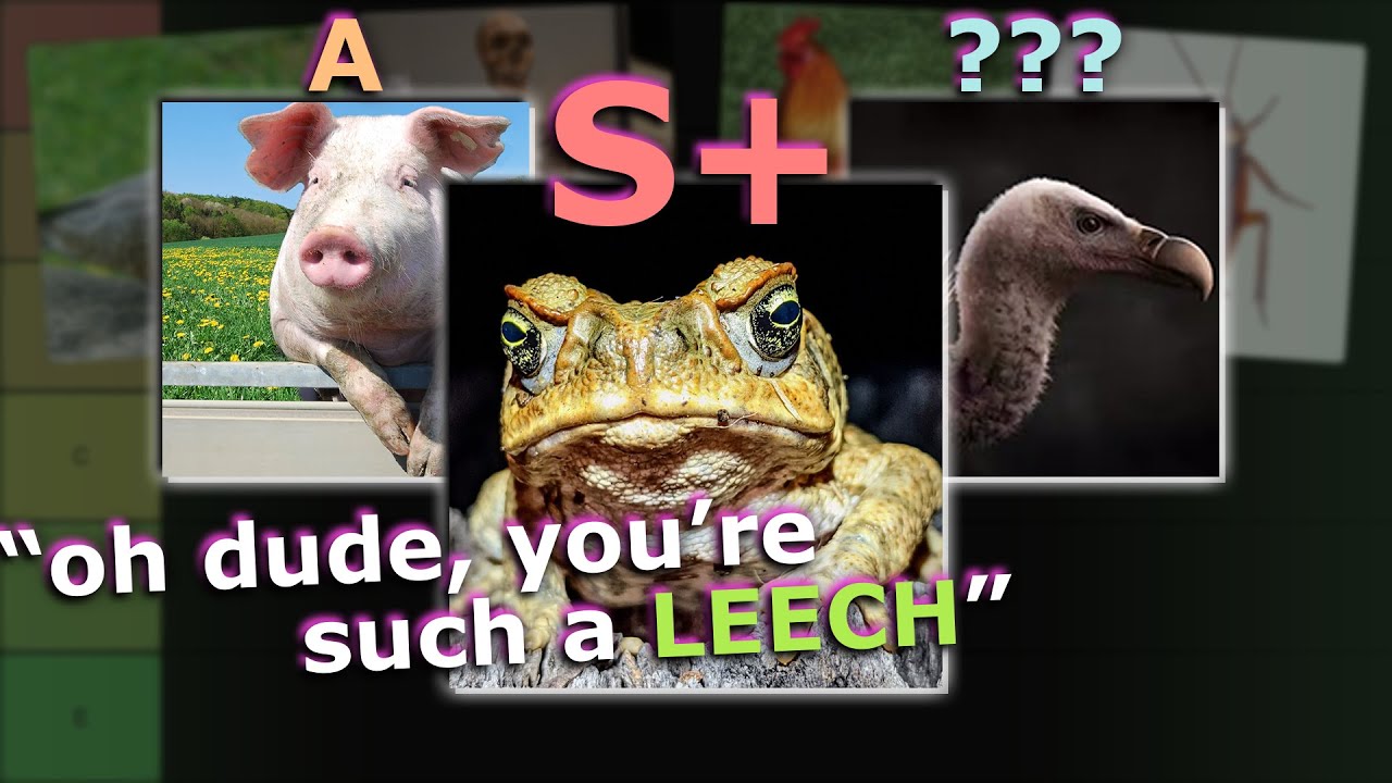 Which Animal Name is the Best Insult? (tier list) - YouTube
