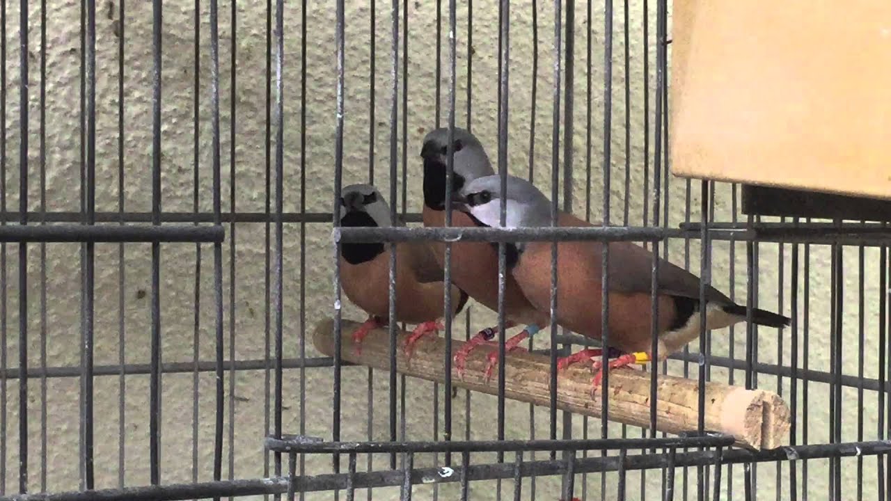Parson finches - YouTube