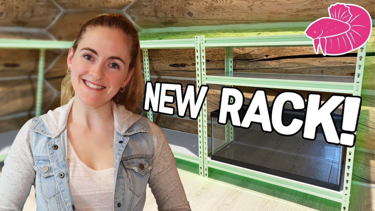 New Tank Shelving! Let's Get FISH Into the New Studio! - YouTube